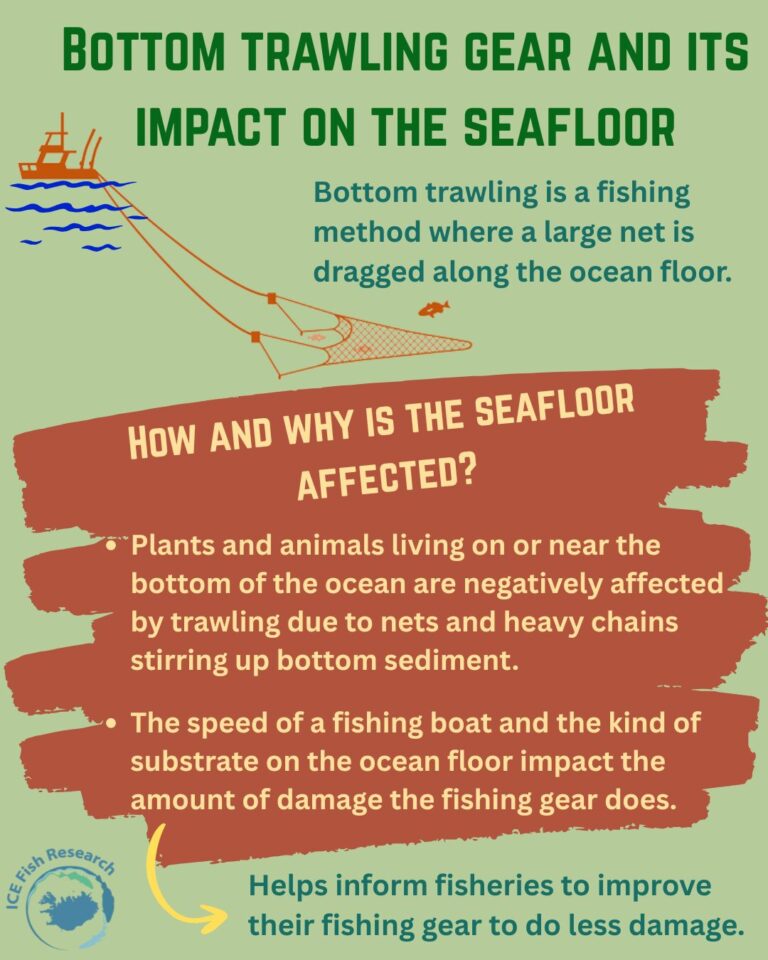Bottom trawling gear and its impact on the seafloor